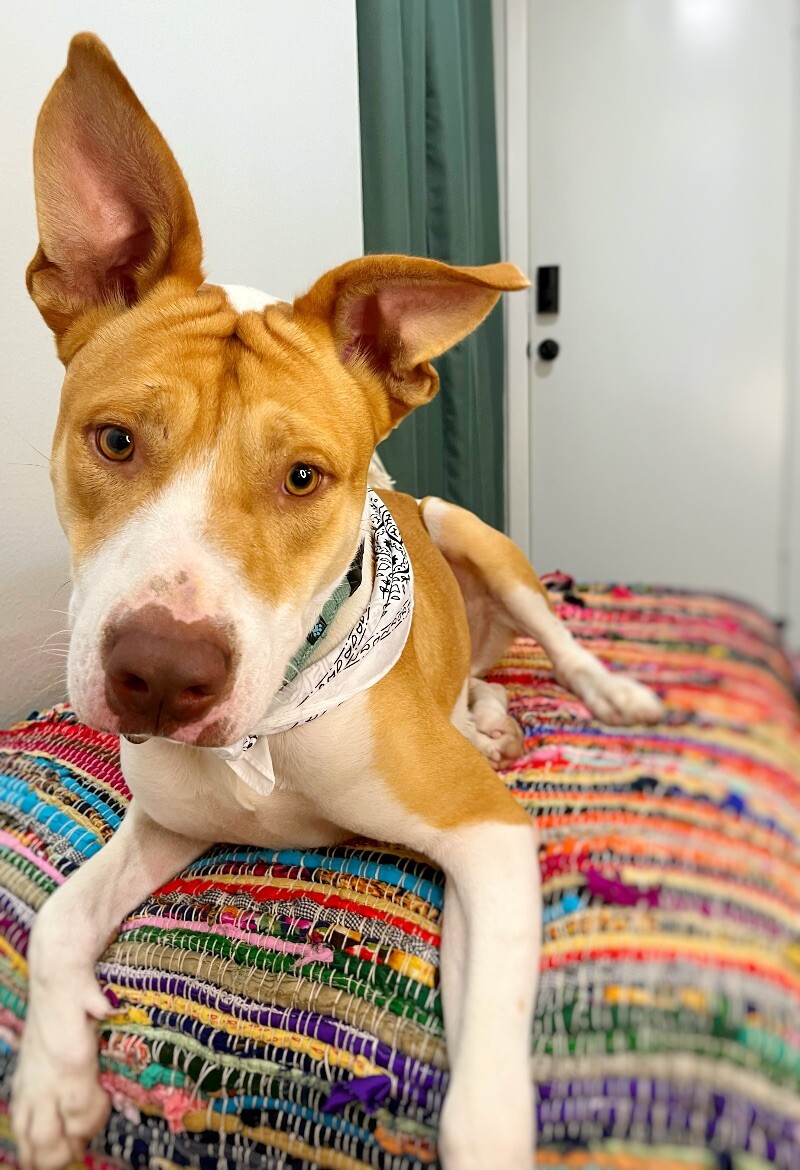 Dog for adoption - Thomas Bunny Ear Trained Boy, a Pit Bull Terrier ...