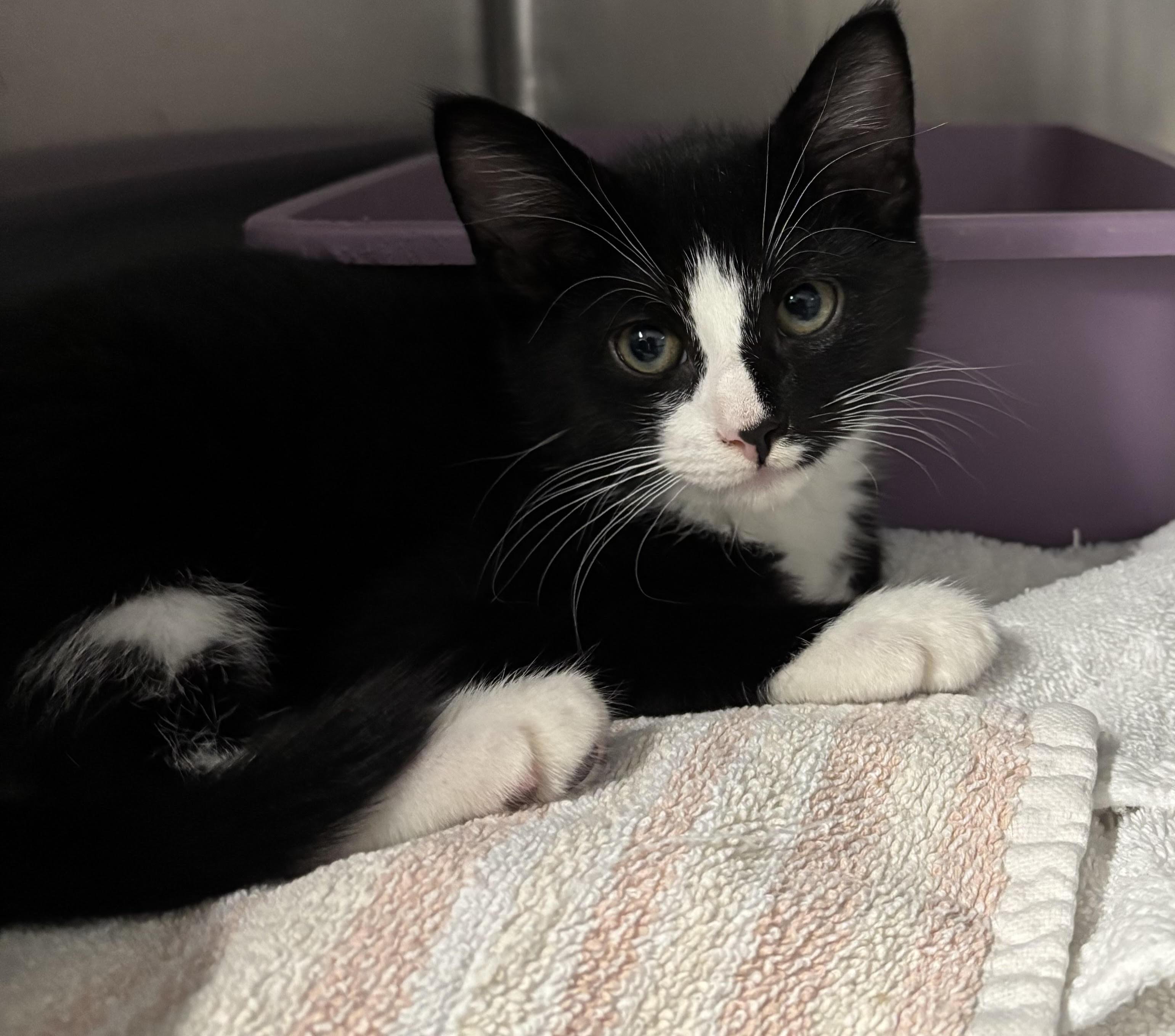 Cat for adoption - Grateful Dead Litter- China Cat Sunflower and Althea ...