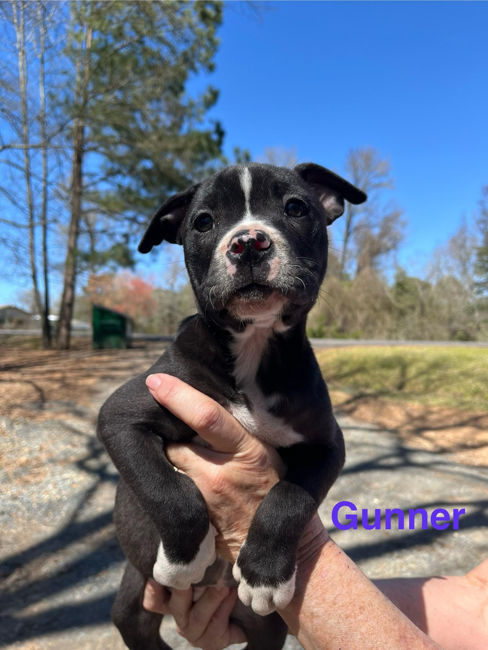 Dog for adoption - gunner, a Boxer & Pit Bull Terrier Mix in Arnold, MO ...