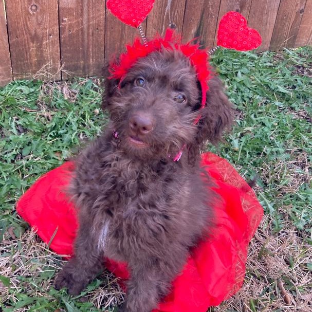 Dog for adoption - Matilda Jane, a Labradoodle Mix in Justin, TX ...
