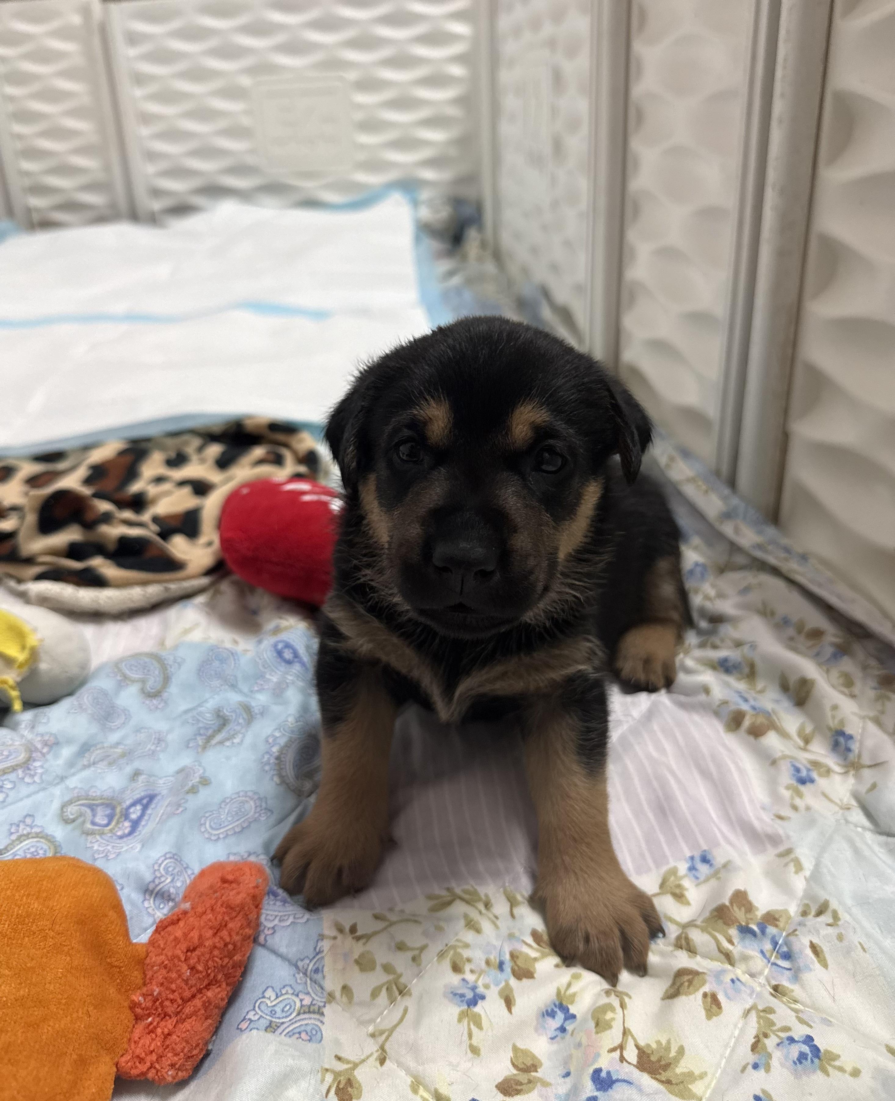 Dog for adoption - Briar’s Only Wish: A Forever Family to Grow Up With ...