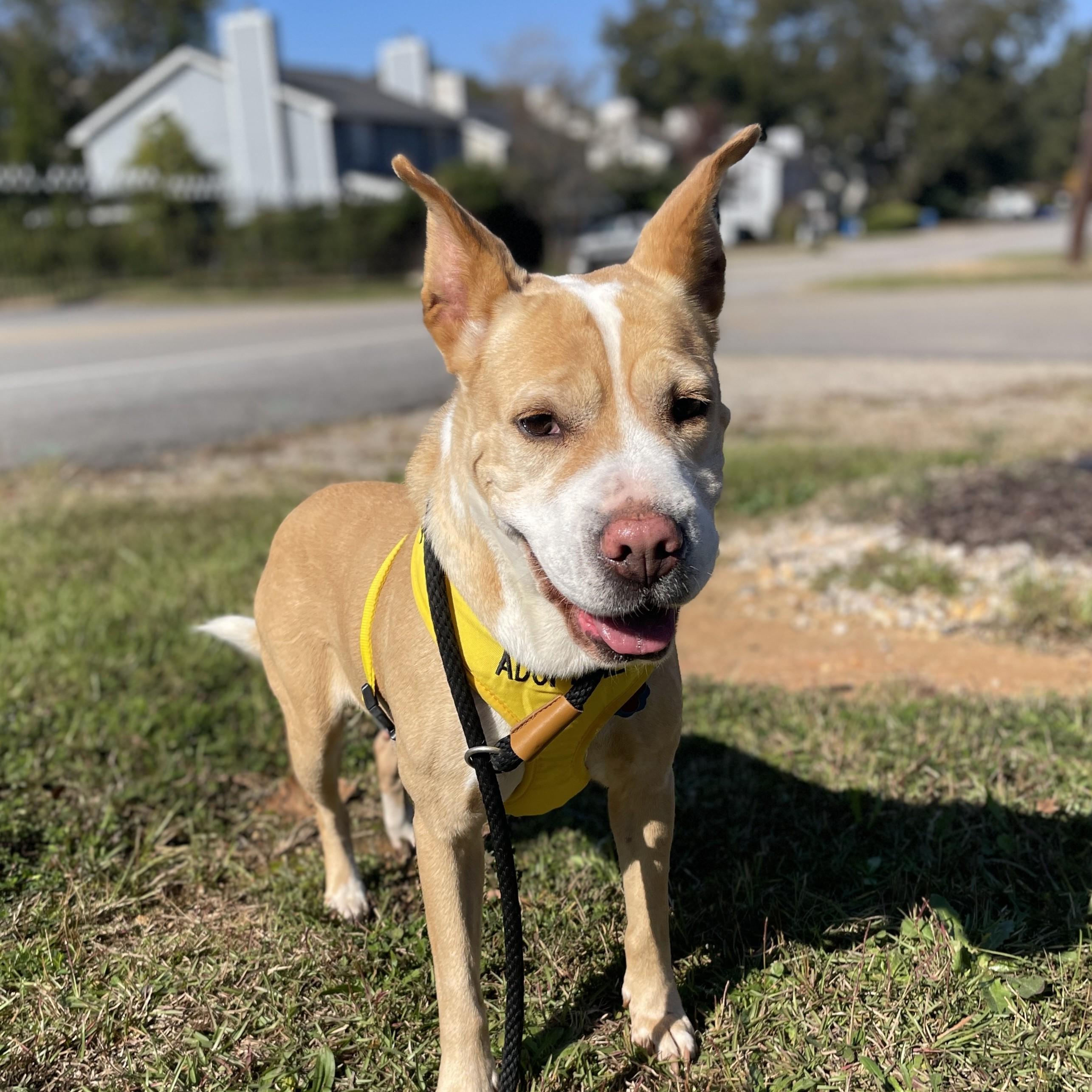 Dog for adoption - Plinko, a Carolina Dog Mix in West Chester, PA ...