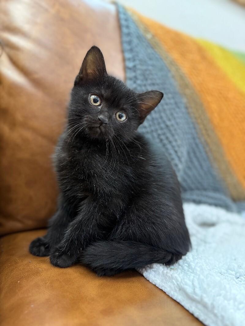 Cat for adoption - Cricket Ward, a Tabby Mix in Montreal, QC | Petfinder