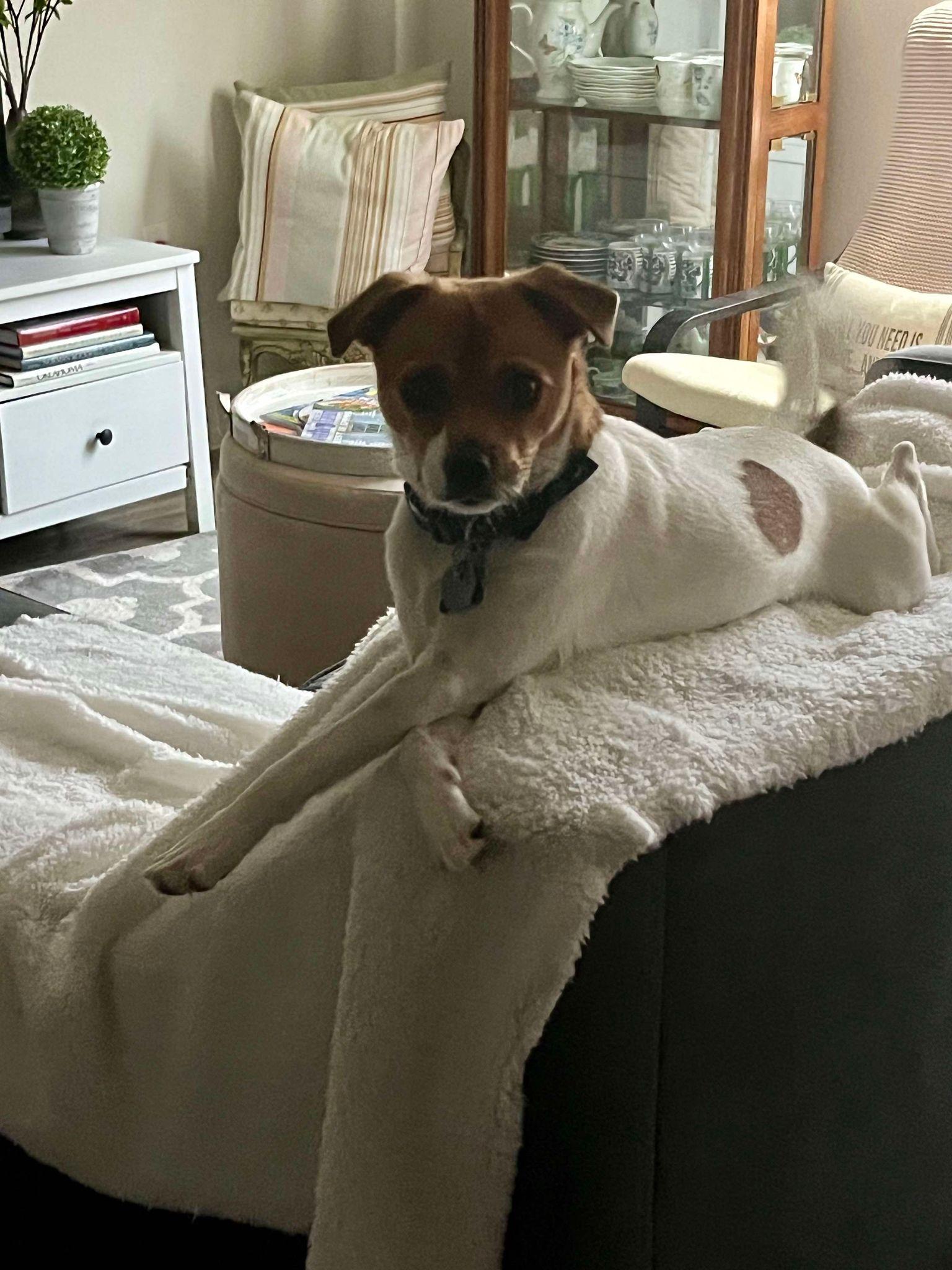 Dog for adoption - Toby, a Pekingese & Jack Russell Terrier Mix in ...