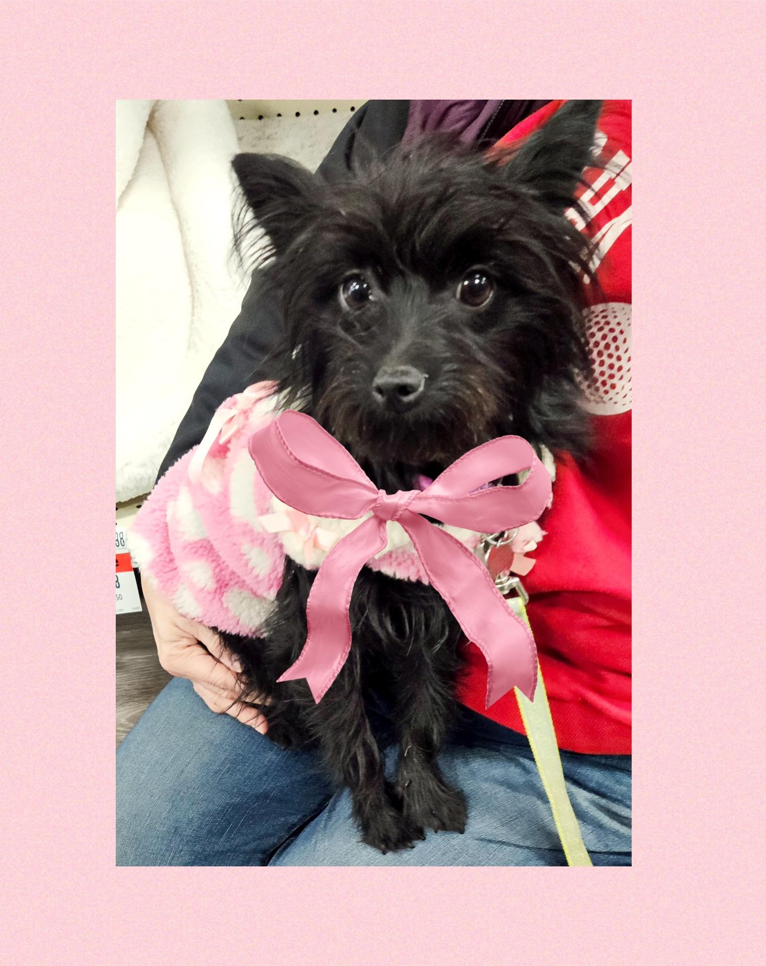 Dog for adoption - Winnie-Pending!, a Yorkie Poo Mix in Detroit, MI ...