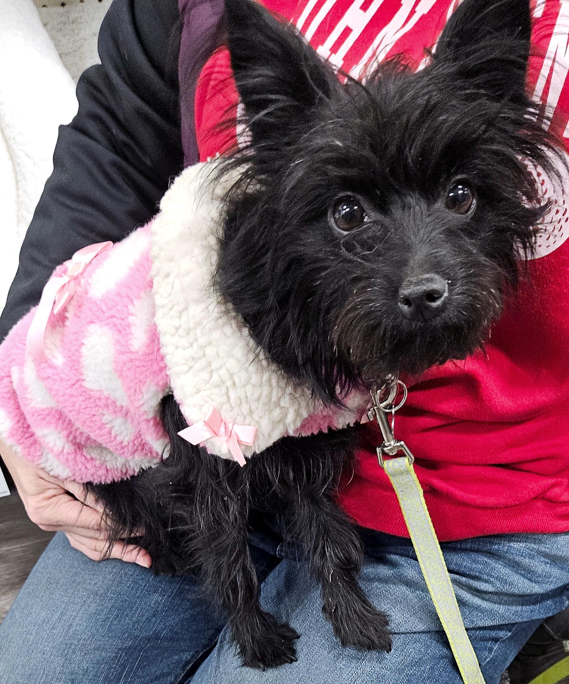 Dog for adoption - Winnie-Pending!, a Yorkie Poo Mix in Detroit, MI ...