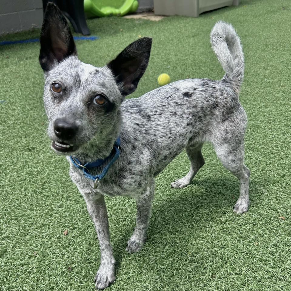 Blue Heeler Mixed With Chihuahua