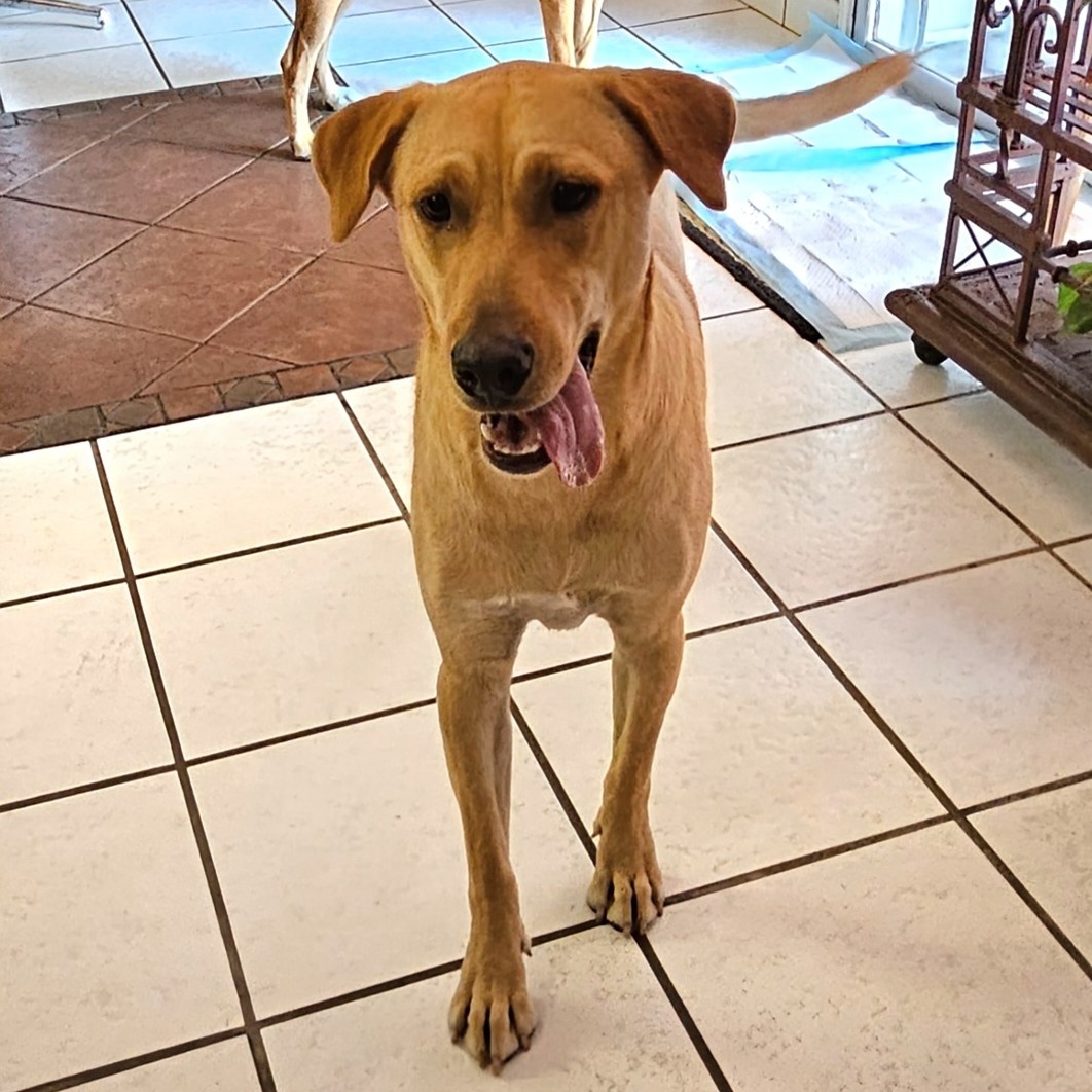 Dog for adoption - Cinco, a Labrador Retriever & Golden Retriever Mix ...
