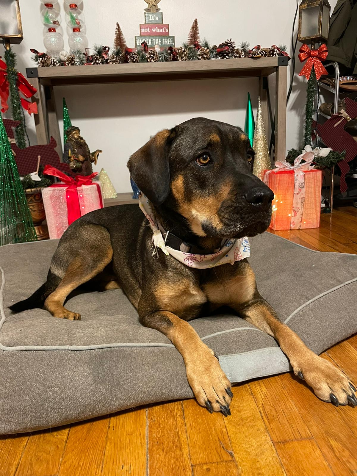 Dog for adoption - Barley, a Mixed Breed in Ardara, PA | Petfinder