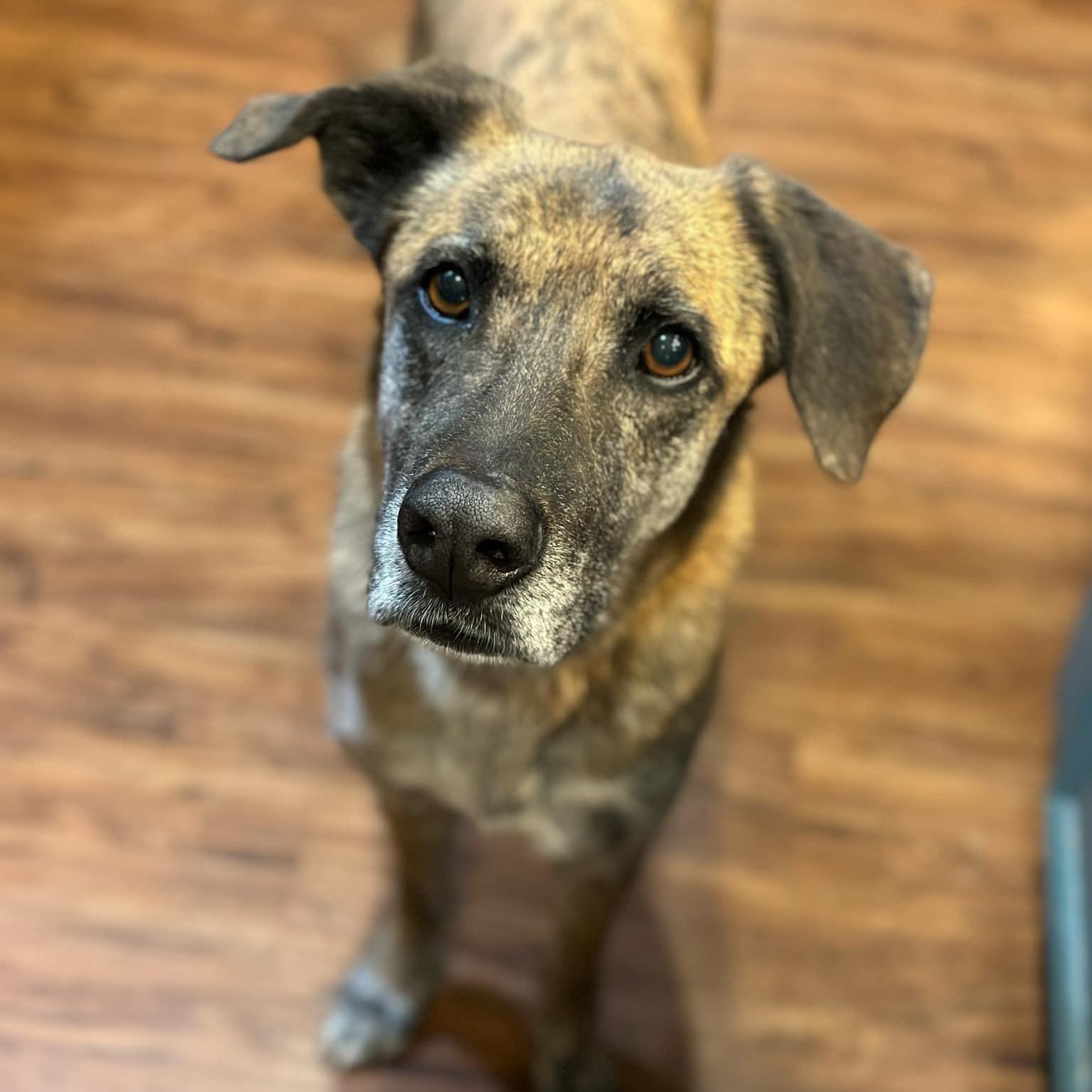 Dog for adoption - Fiona, a Mountain Cur & German Shepherd Dog Mix in ...