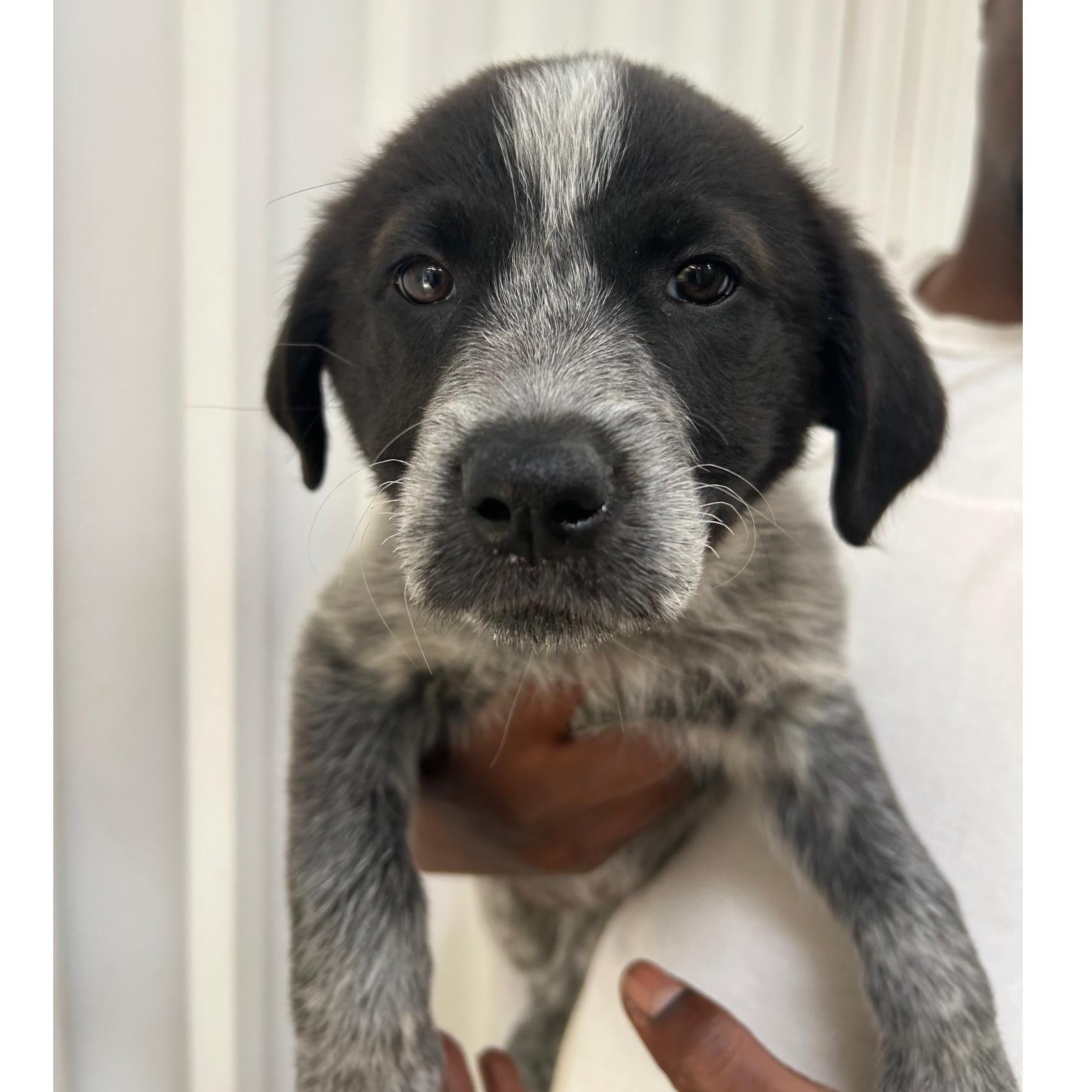 Dog for adoption - Beatrix, an Australian Cattle Dog / Blue Heeler ...