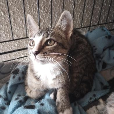Cat for adoption - Eddie, a Tabby & Domestic Short Hair Mix in ...