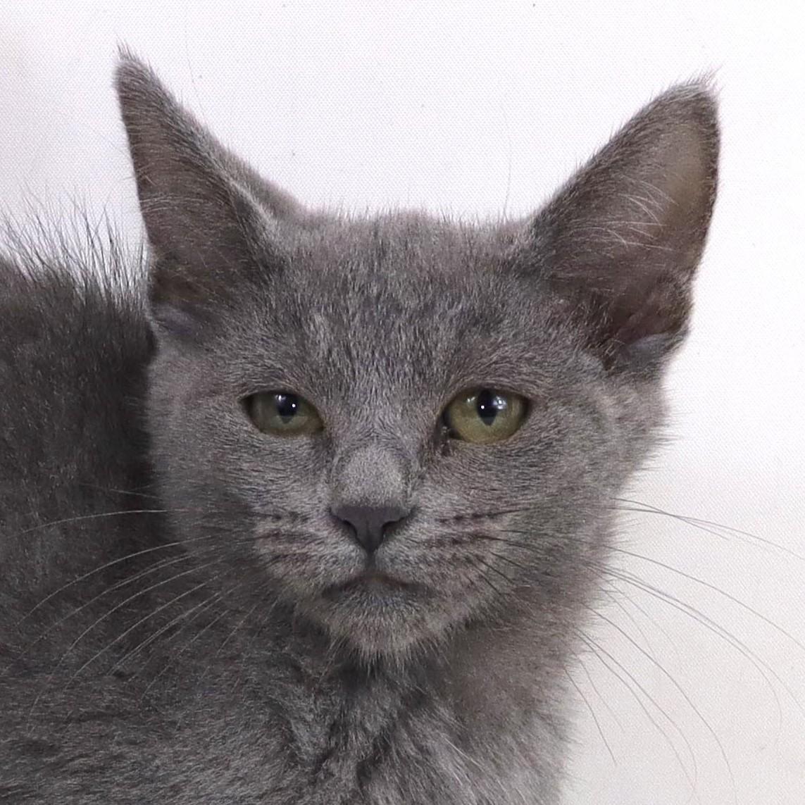 Cat for adoption - Cinderella, a Domestic Short Hair in Clovis, CA | Petfinder