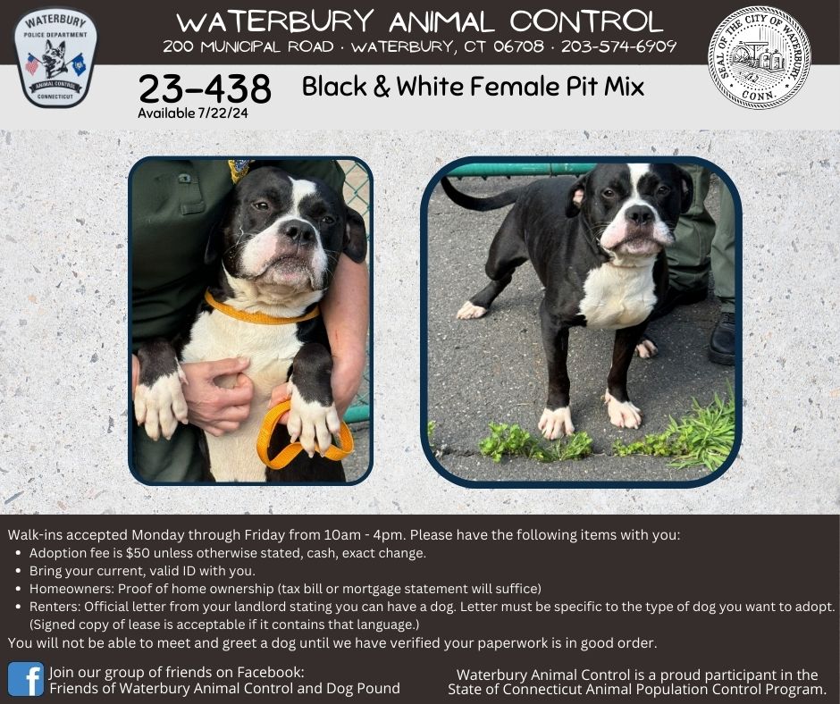 Dog for adoption - 23-438, a Pit Bull Terrier Mix in Waterbury, CT ...