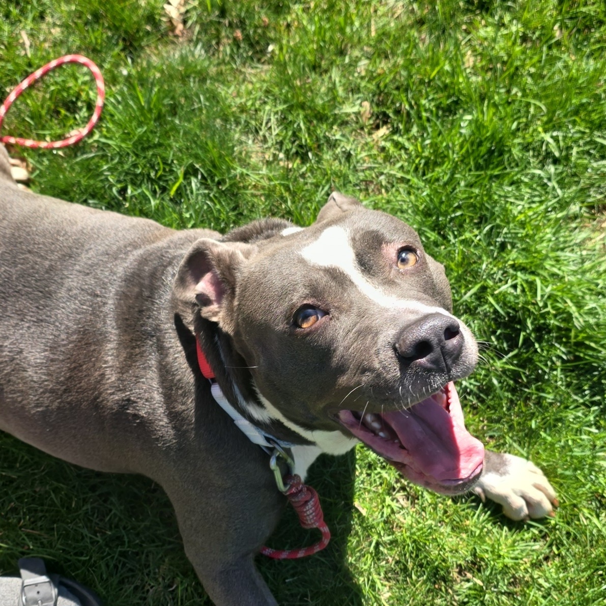 Dogs for Adoption MN | Adopt a Dog in Minnesota | Pet Haven