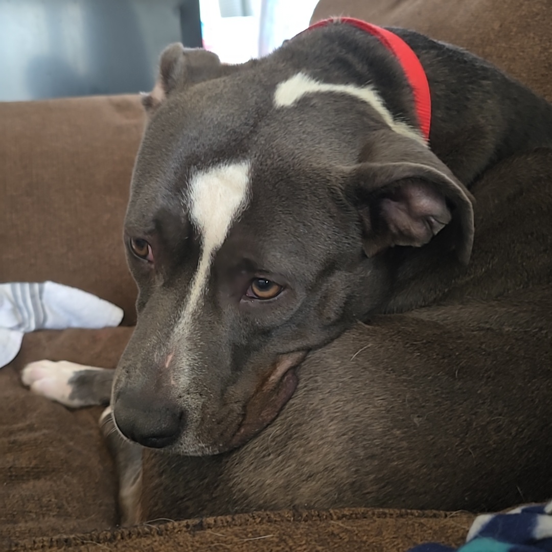 Dogs for Adoption MN | Adopt a Dog in Minnesota | Pet Haven