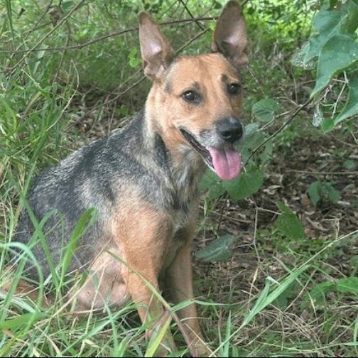 Dog for adoption - Hera, a German Shepherd Dog Mix in White Plains, NY ...