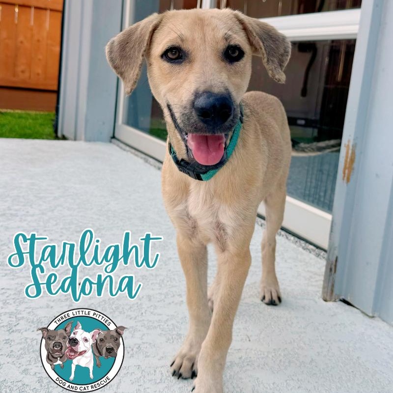 Dog for adoption - Starlight Sedona the Dog, Kid, Cat Friendly Pup, a ...
