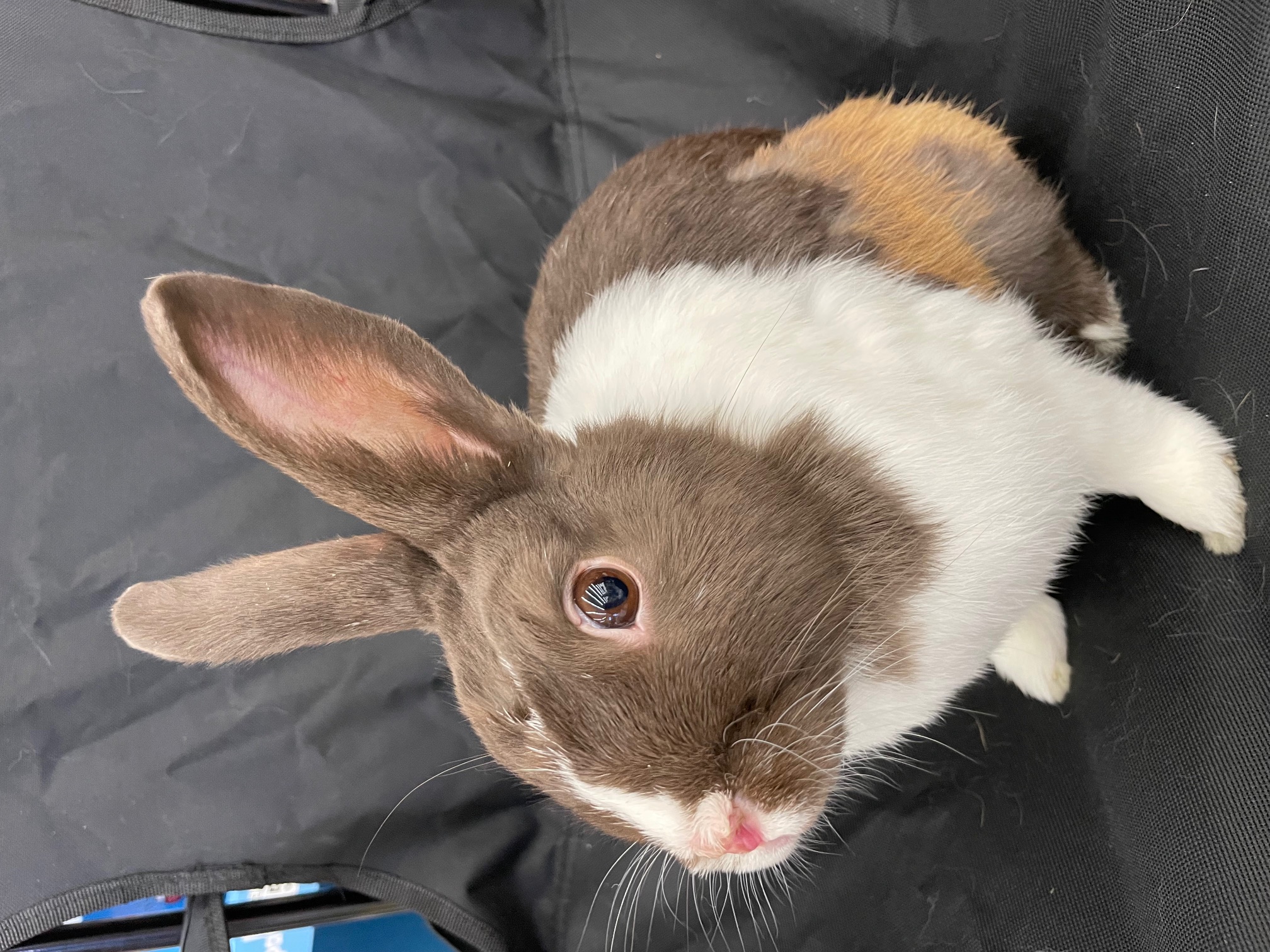 Rabbit for adoption - Hans, a Dutch in Rancho Cordova, CA | Petfinder