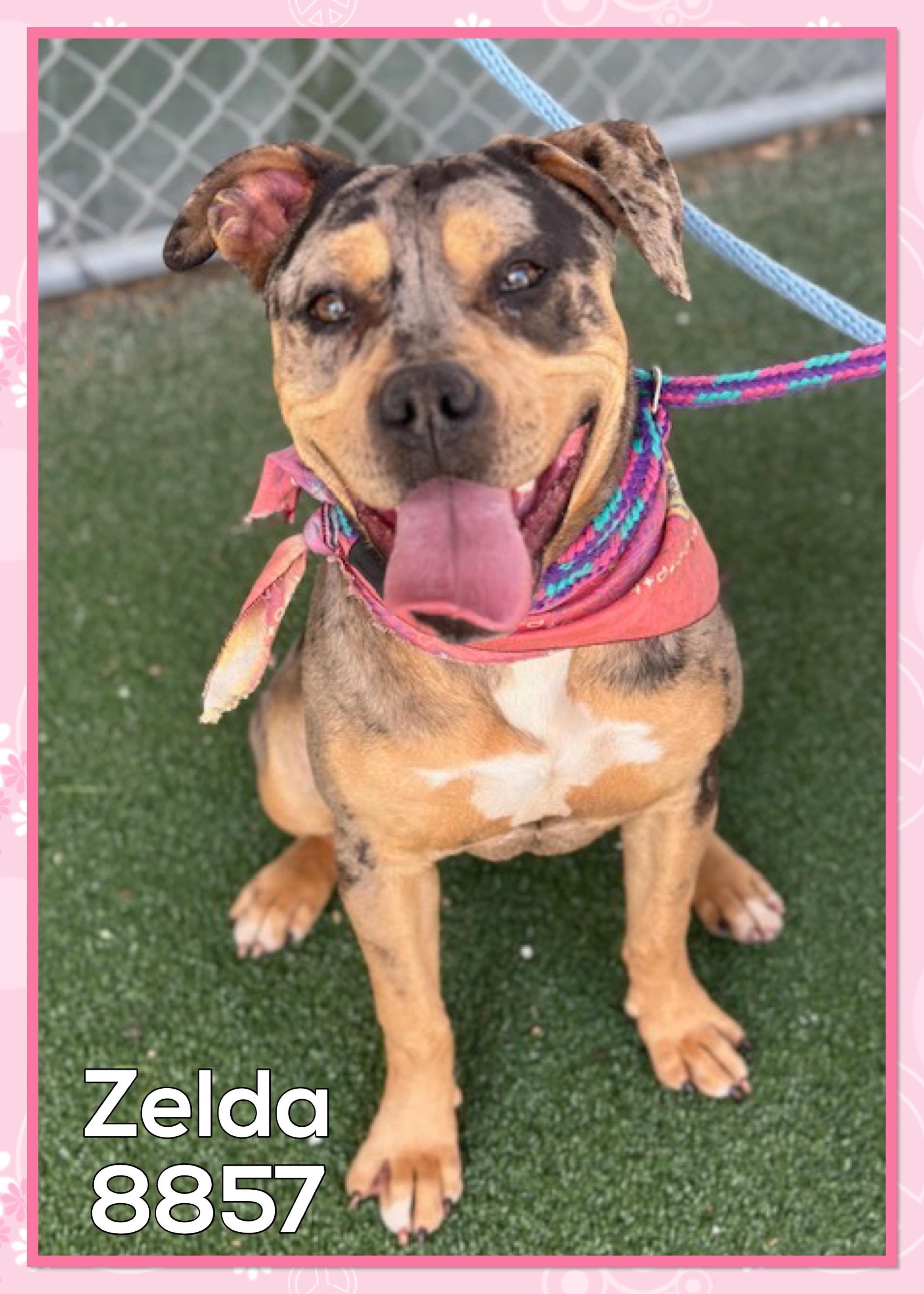 Dog for adoption - ZELDA (also see HILDA), a Catahoula Leopard Dog ...