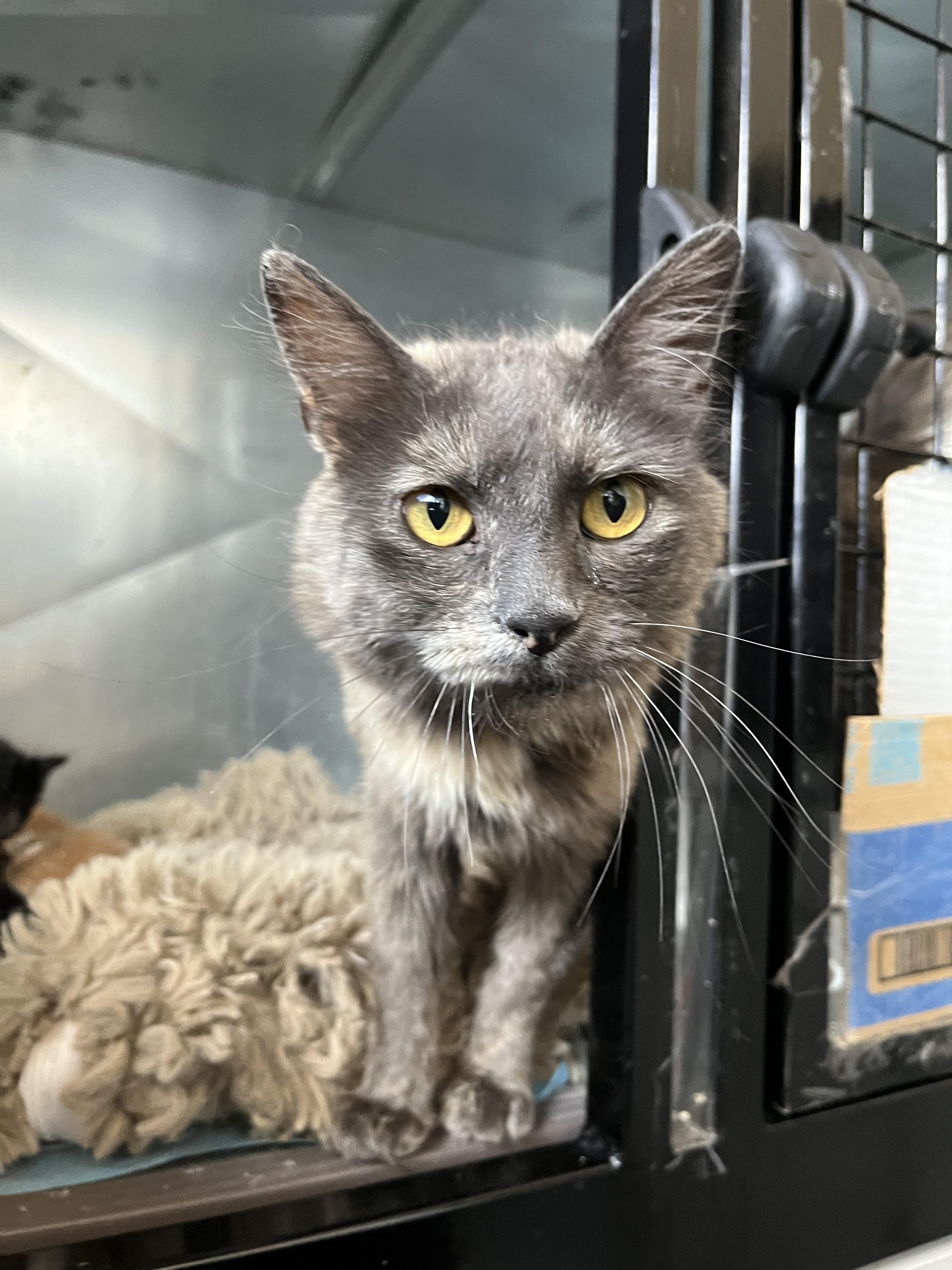 Cat for adoption - Madre, a Dilute Calico in Torrey, UT | Petfinder