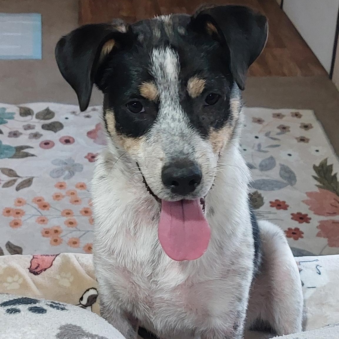 Dog for adoption - Suki, a Mixed Breed in Beacon Falls, CT | Petfinder