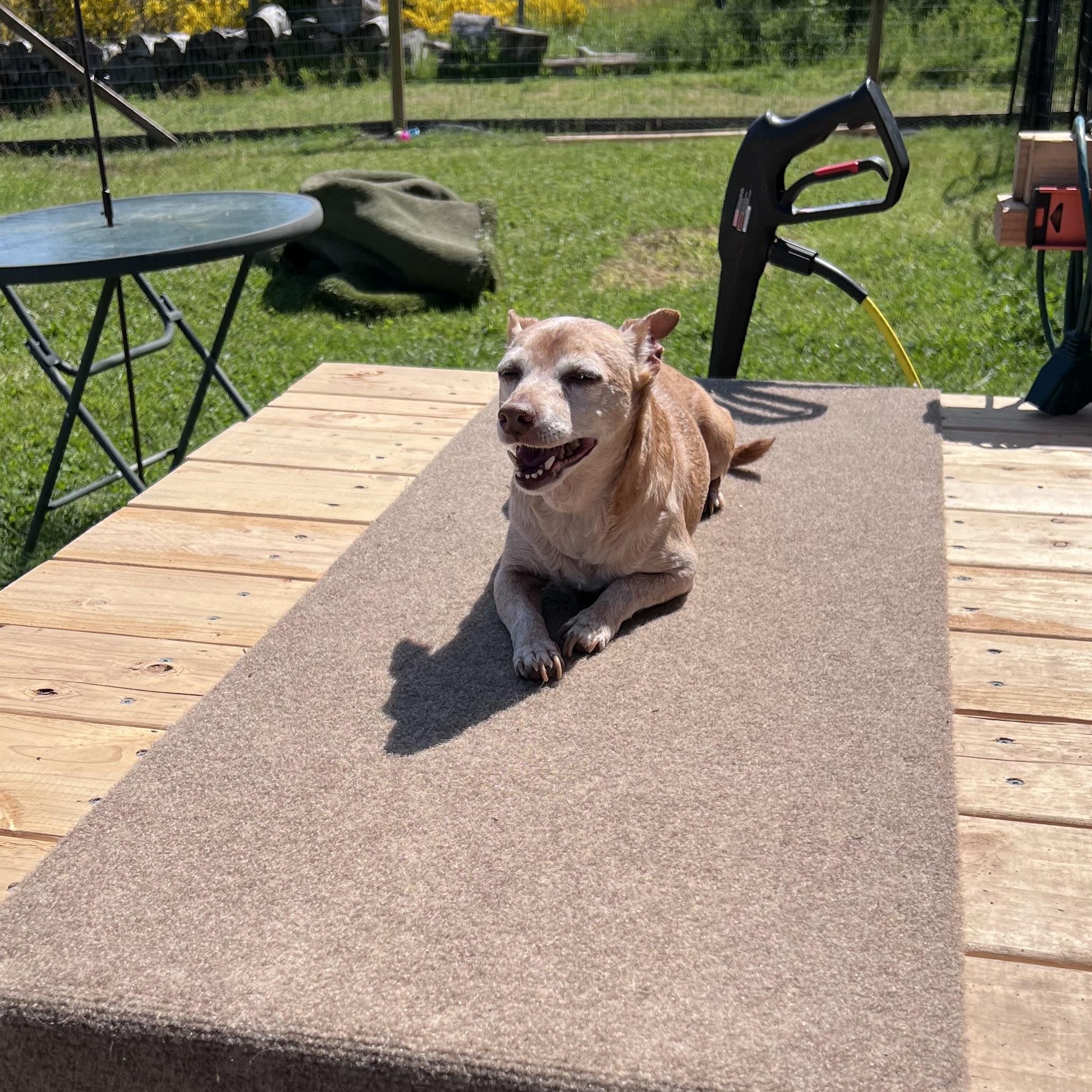 Dog for adoption - Rascal, a Miniature Pinscher & Miniature Dachshund ...