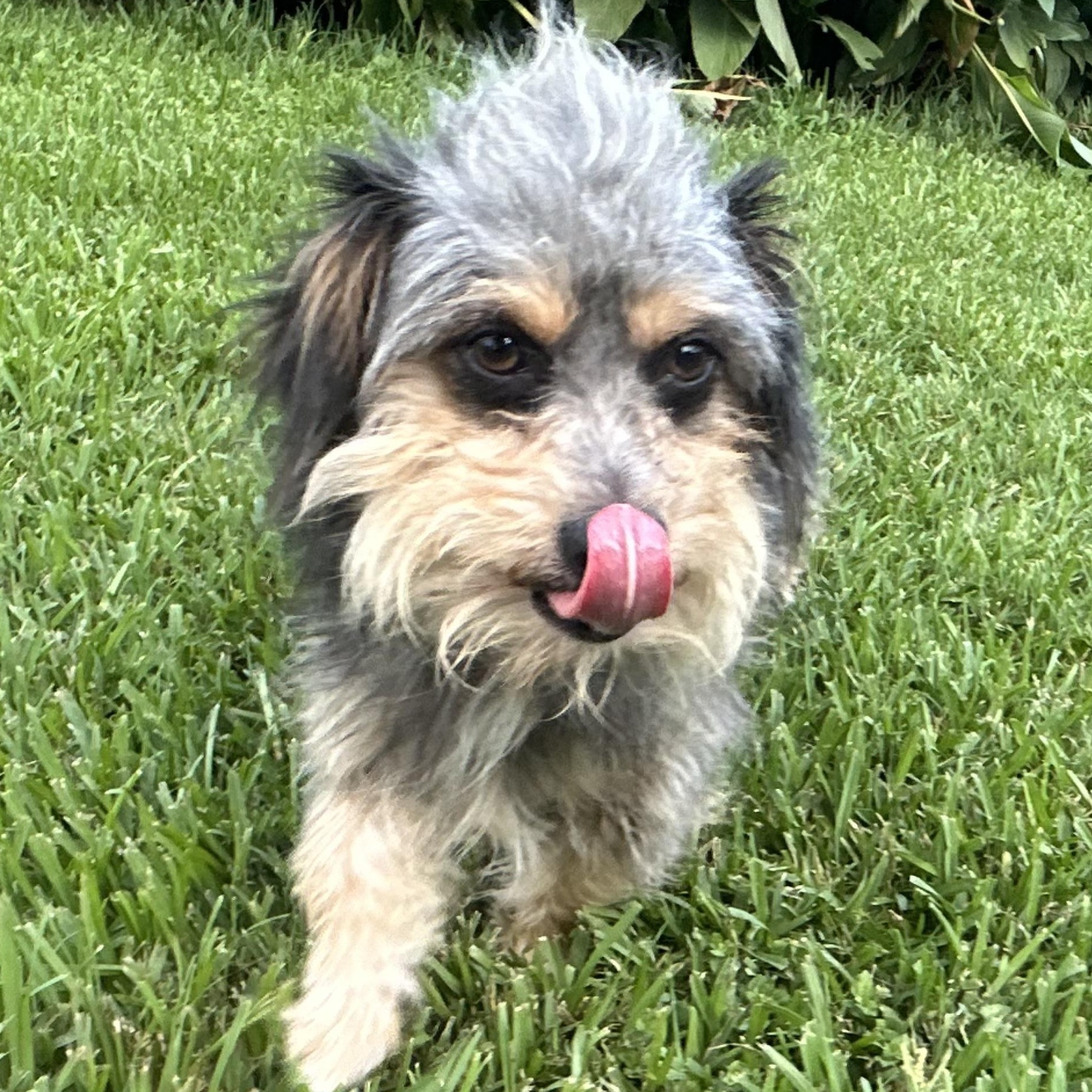 Dog for adoption - Jeremy, a Miniature Schnauzer & Schnauzer Mix in Enola, PA | Petfinder