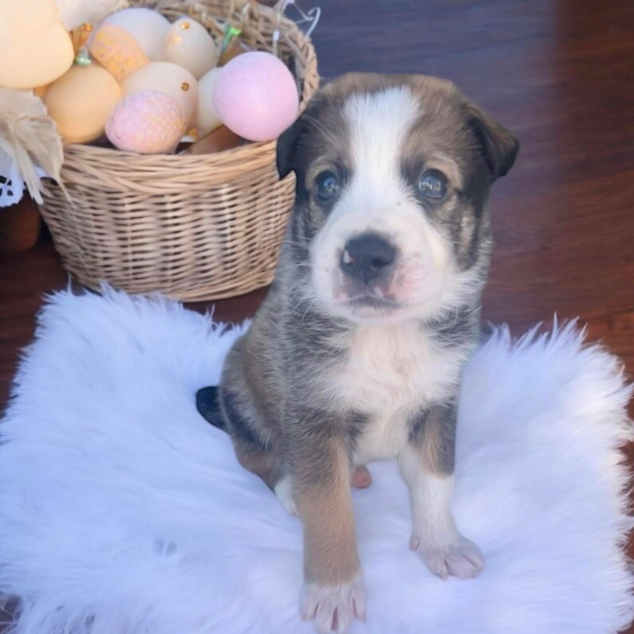 Dog for adoption - Waylon, an Australian Shepherd Mix in Bloomsburg , PA | Petfinder