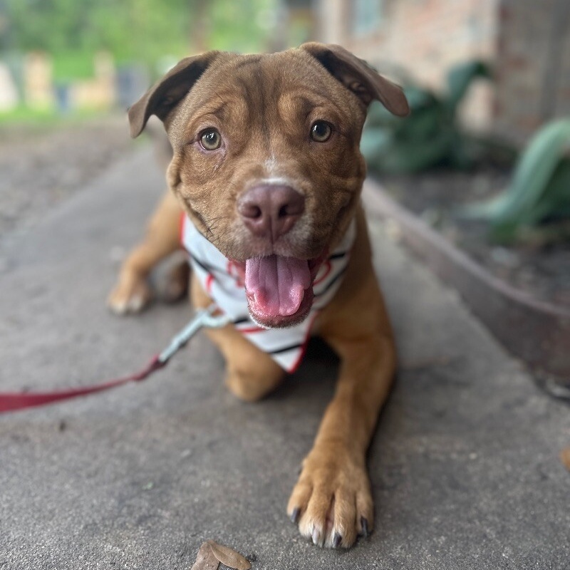 Dog for adoption - Tanner the tiny, wrinkly cutie!, a Pit Bull Terrier ...
