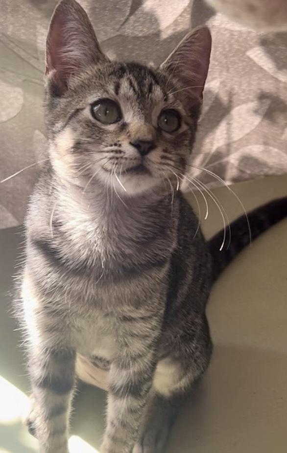 Cat for adoption - Haya, a Domestic Short Hair in Providence, RI ...