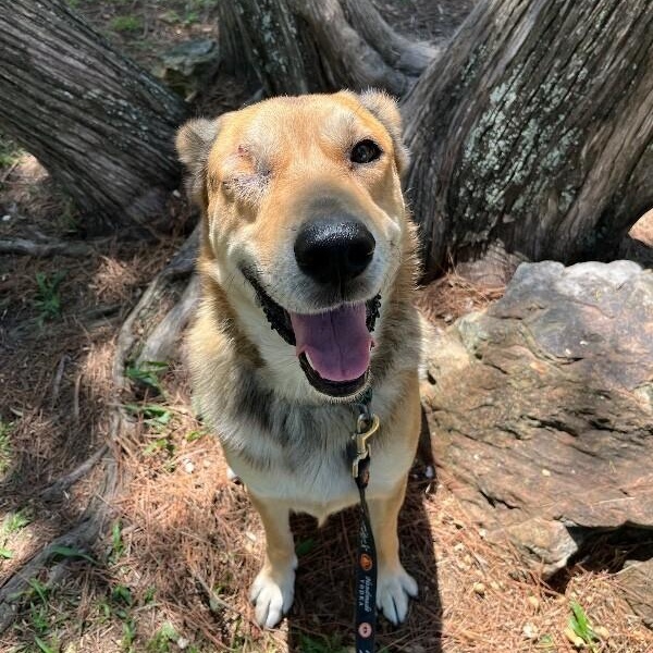 Dog for adoption - Uno Cleveland the one eyed wonder boy!, a German ...