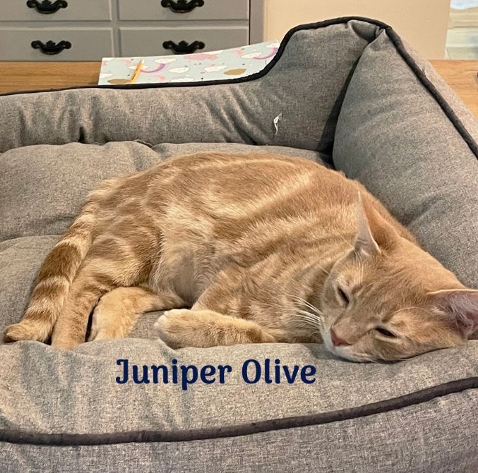 Cat for adoption - Juniper Olive, a Domestic Short Hair in Philadelphia, PA | Petfinder