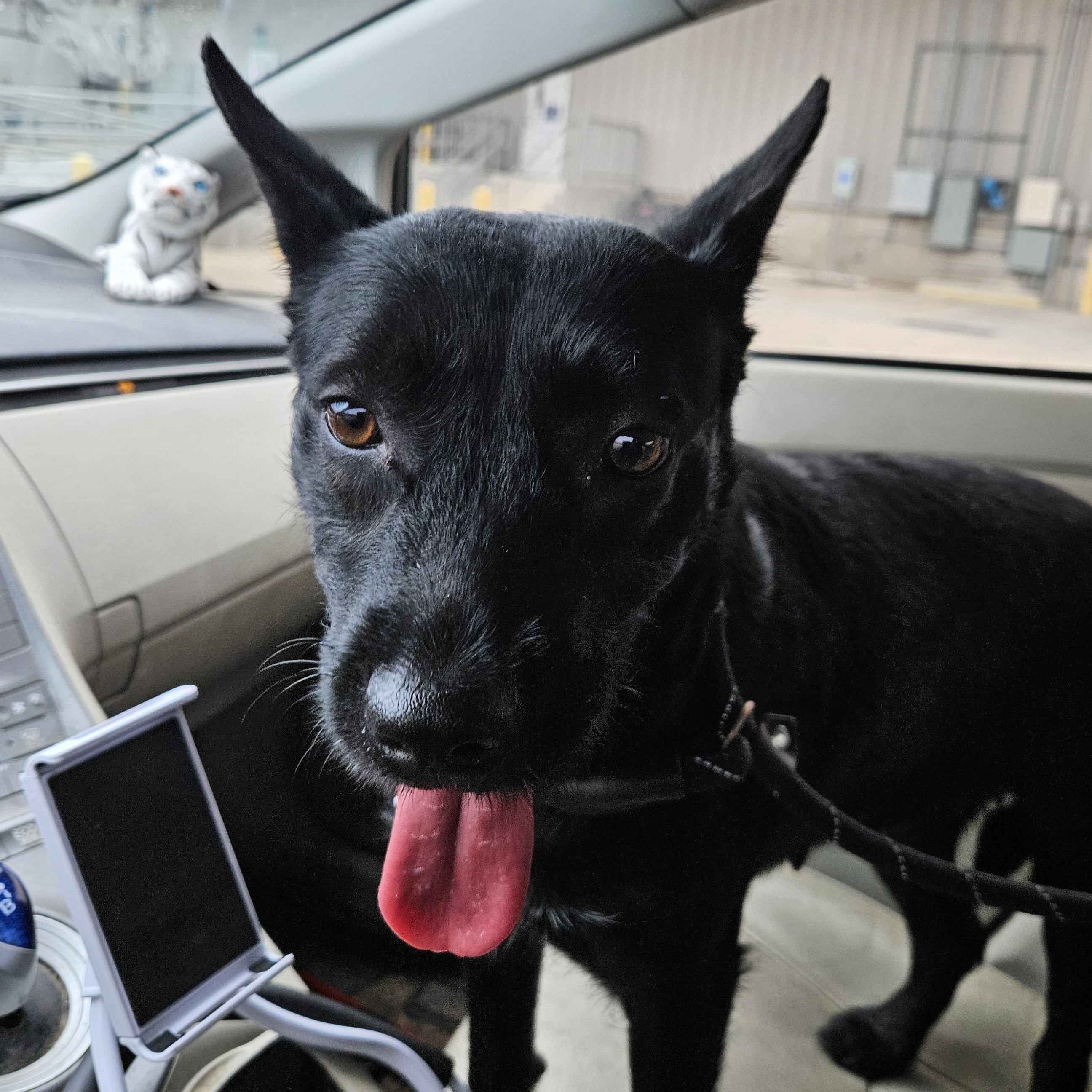 Dog for adoption - Stella, a Mixed Breed in Bethany Beach, DE | Petfinder