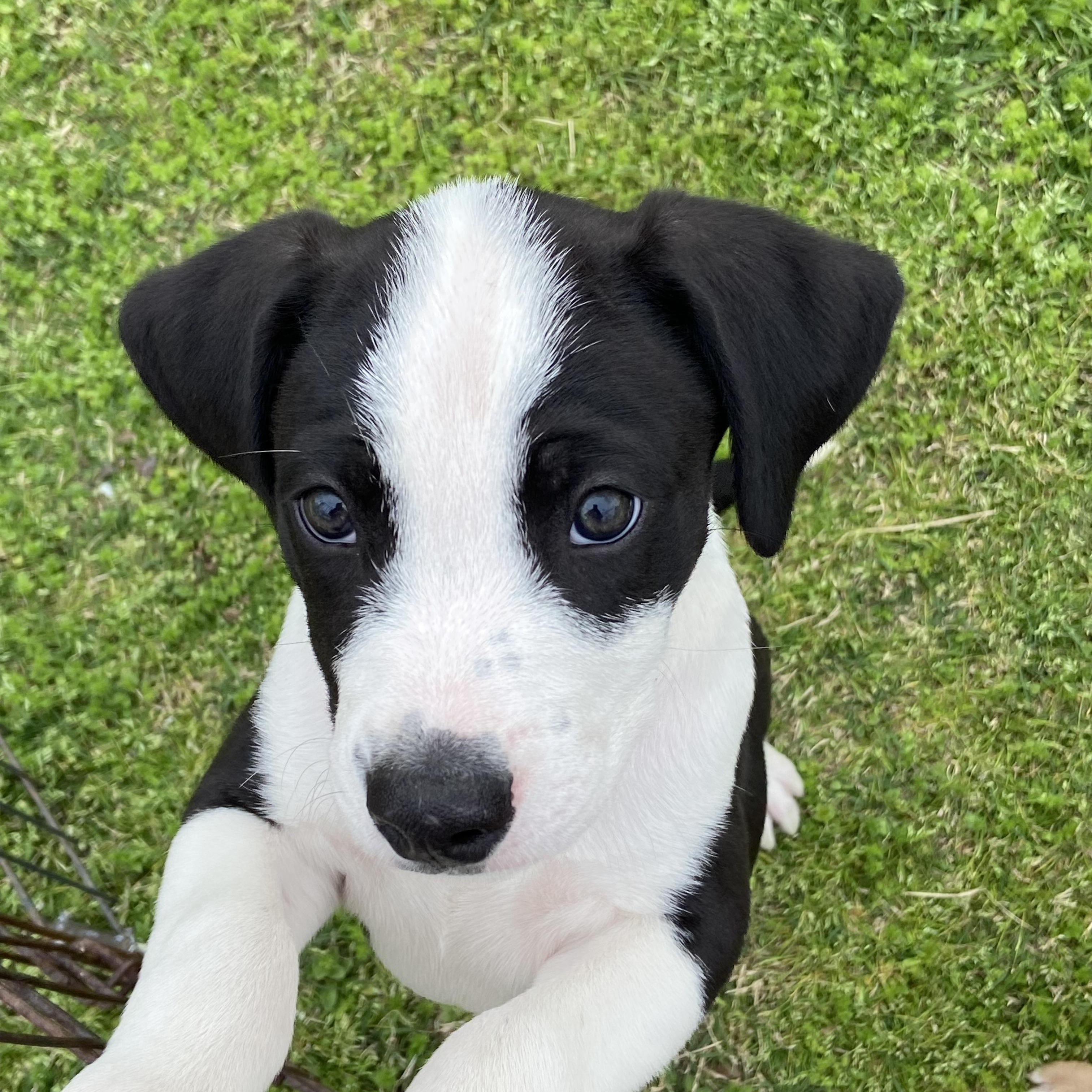 Dog for adoption - BENTLEY, a Hound Mix in Dumont, NJ | Petfinder