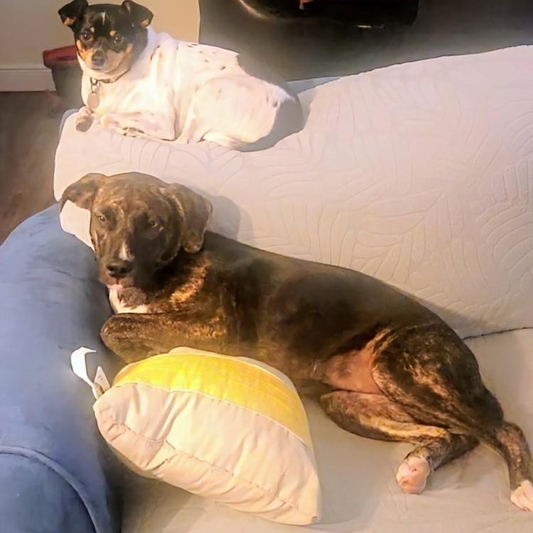 Dog for adoption - Brandy, a Plott Hound & American Staffordshire Terrier Mix in Hartford, CT ...