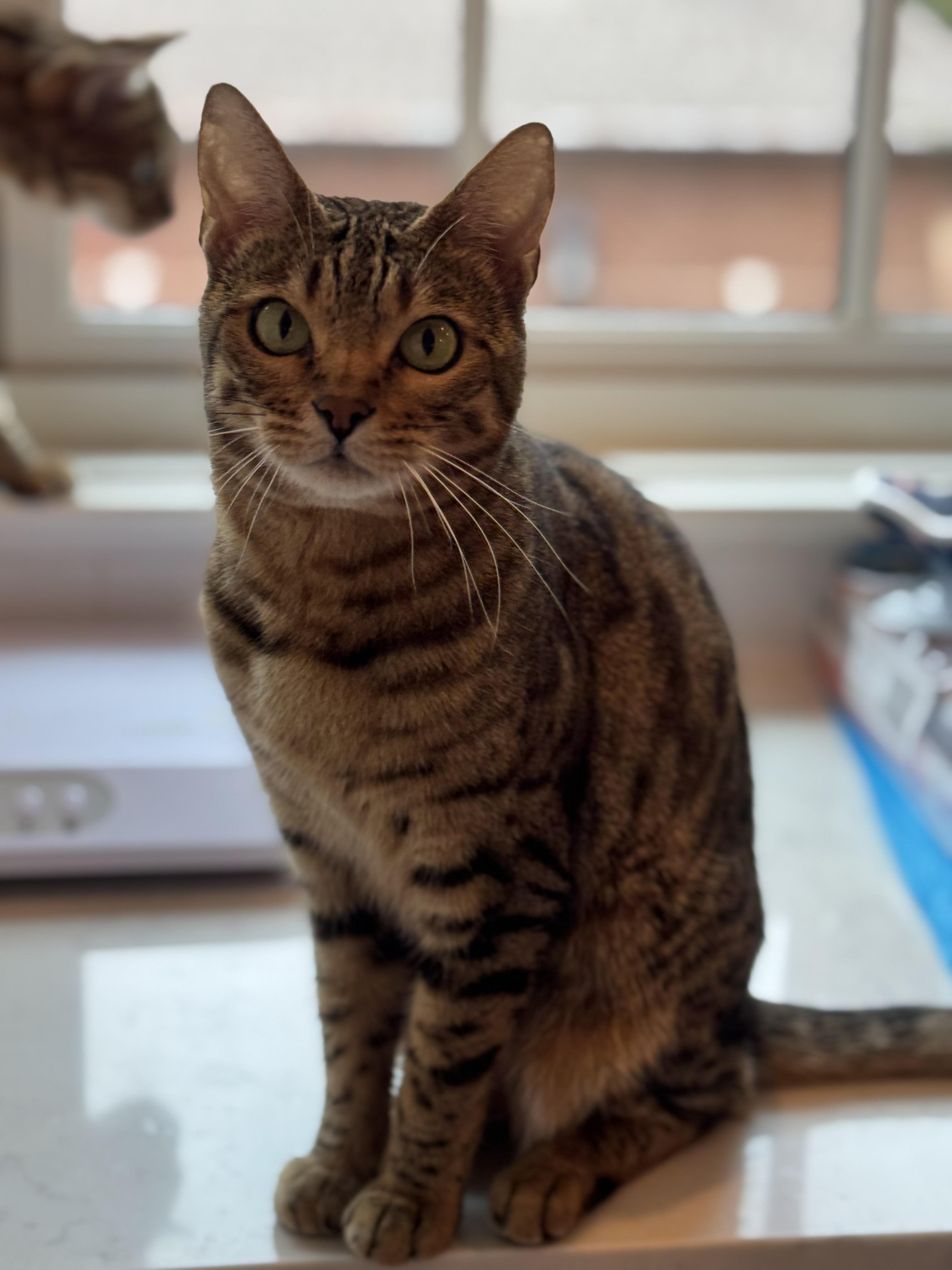 Cat for adoption - Timmie & Essie (Brother & Sister), a Bengal in ...