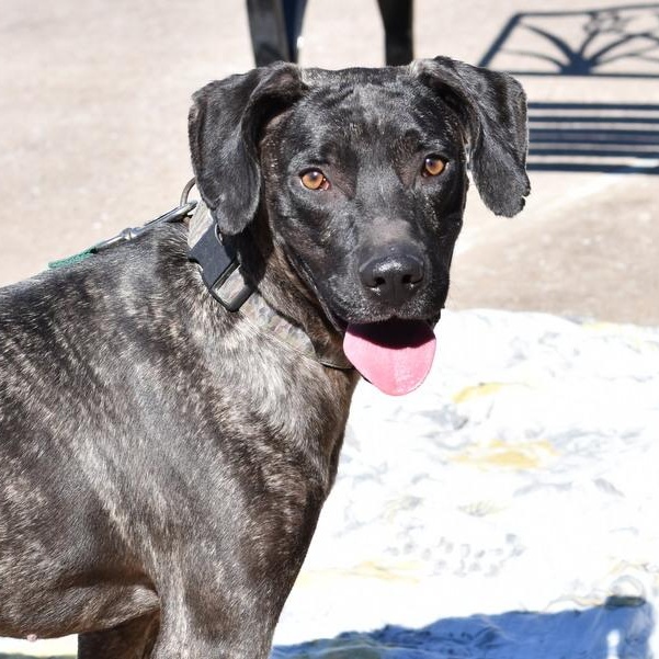 Dog for adoption - Nightwing, a German Shorthaired Pointer Mix in ...