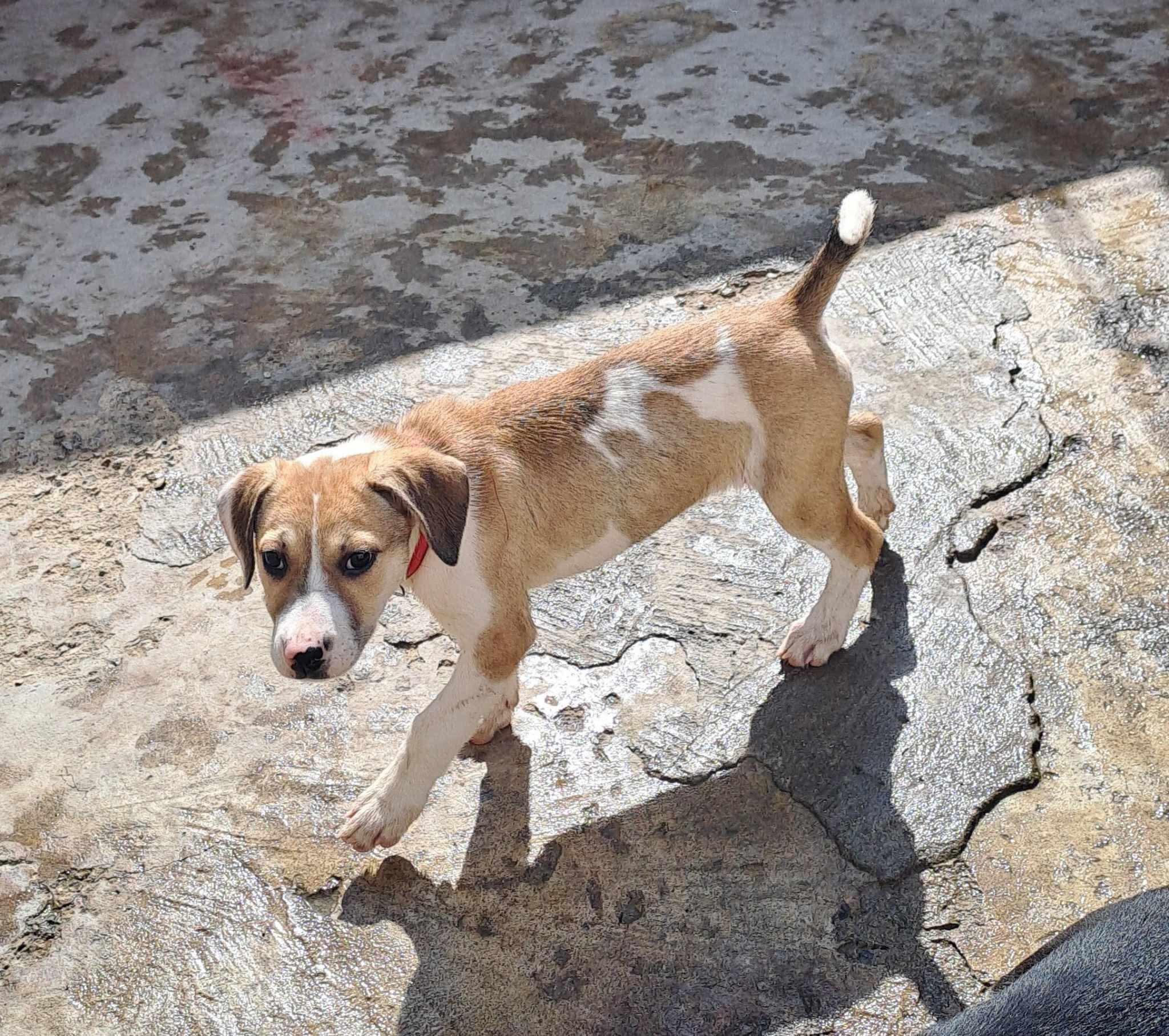 Dog for adoption - Portobella, a Mixed Breed in Puyallup, WA | Petfinder