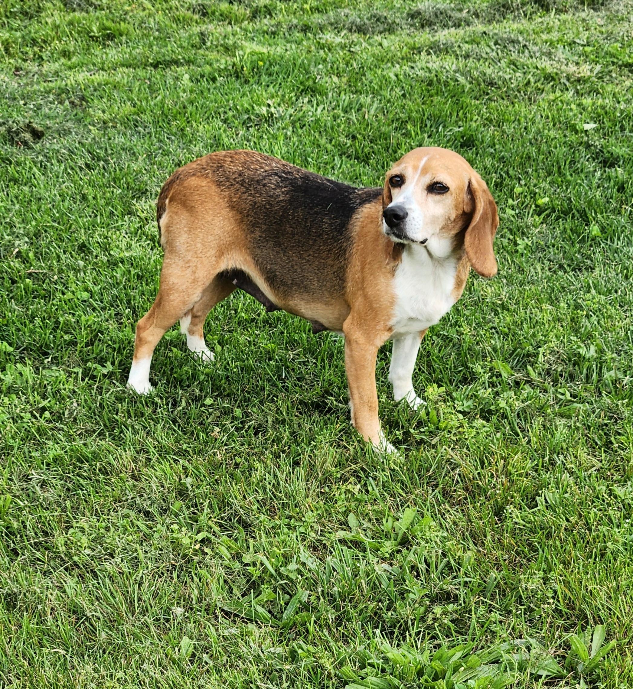 Dog for adoption - Bella, a Beagle in Neosho, MO | Petfinder
