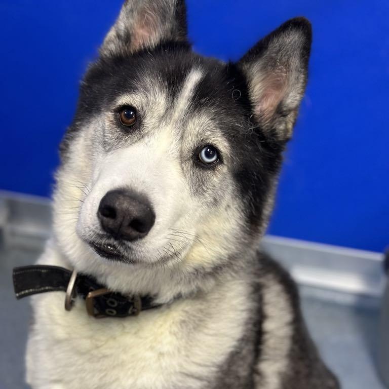 Dog for adoption - 25-00892 STORMY, a Husky in Fredericksburg, VA | Petfinder