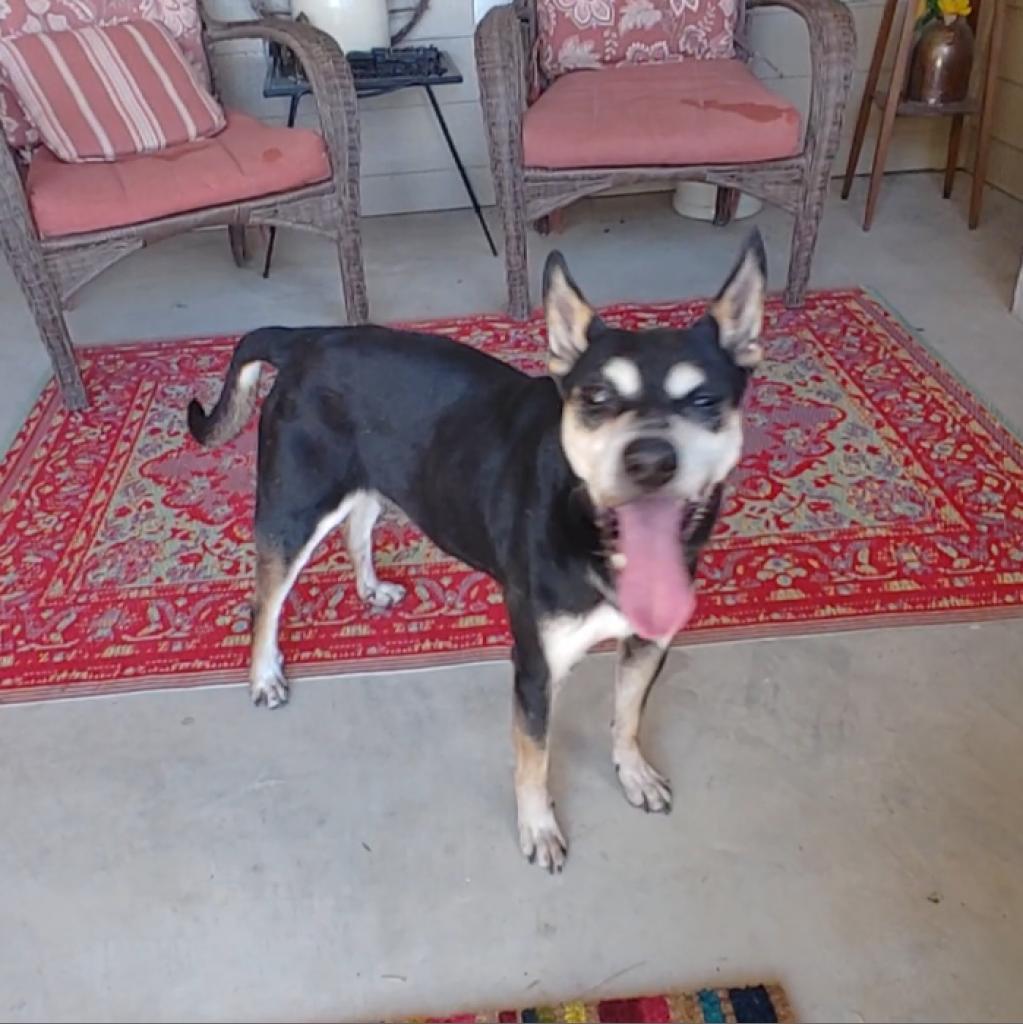 Dog for adoption - Murdock, a Terrier Mix in Heyburn, ID | Petfinder