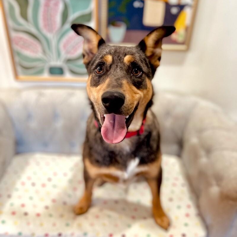 Dog for adoption - Drizzle Dizzle the Baby Whisperer, a German Shepherd ...