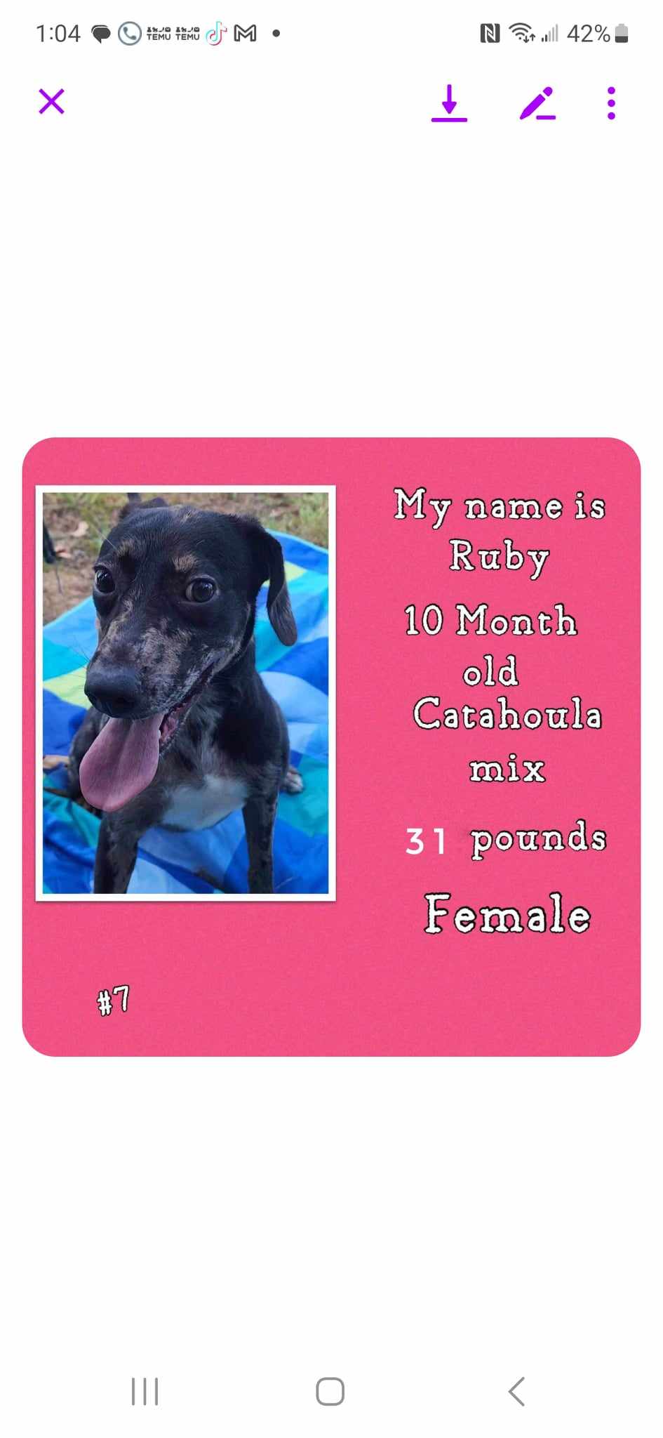 Dog for adoption - Ruby, a Dachshund & Catahoula Leopard Dog Mix in ...