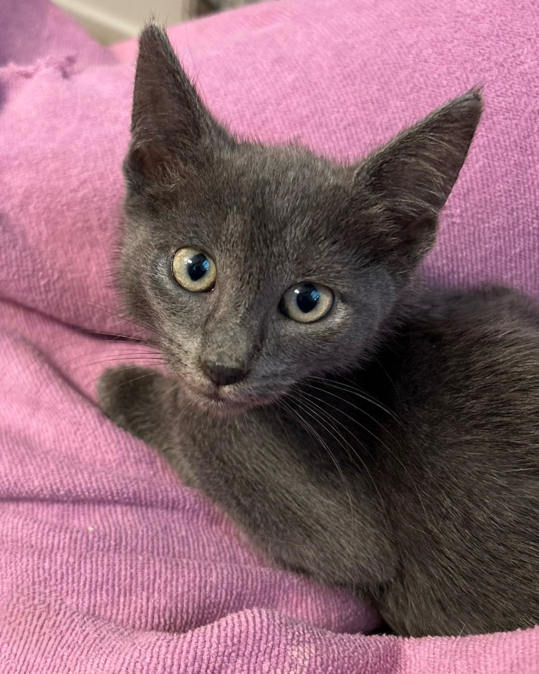 Cat for adoption - Disco, a Domestic Short Hair in Sayreville, NJ ...