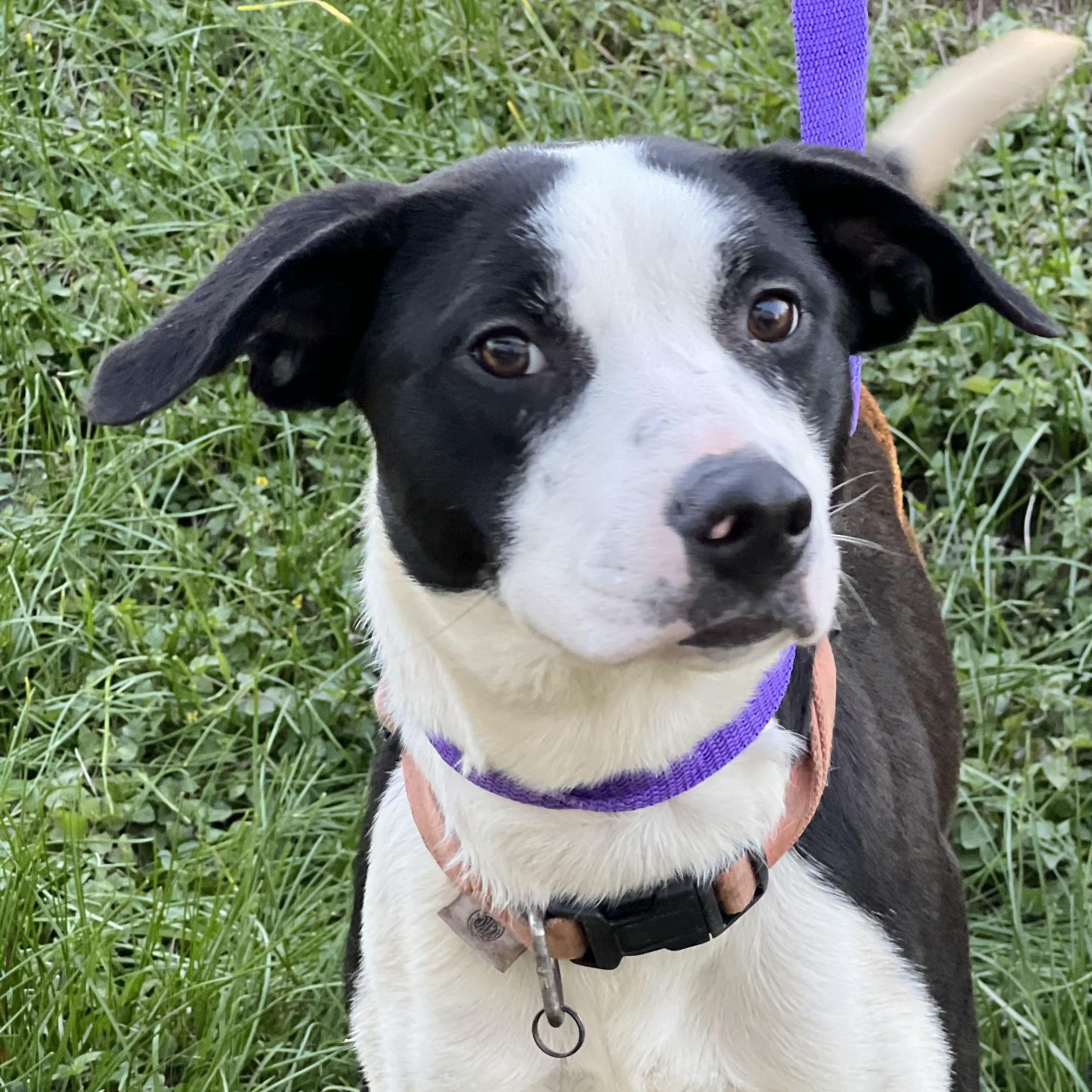 Dog for adoption - Poppy - Local March 28 - 30, a Labrador Retriever in ...
