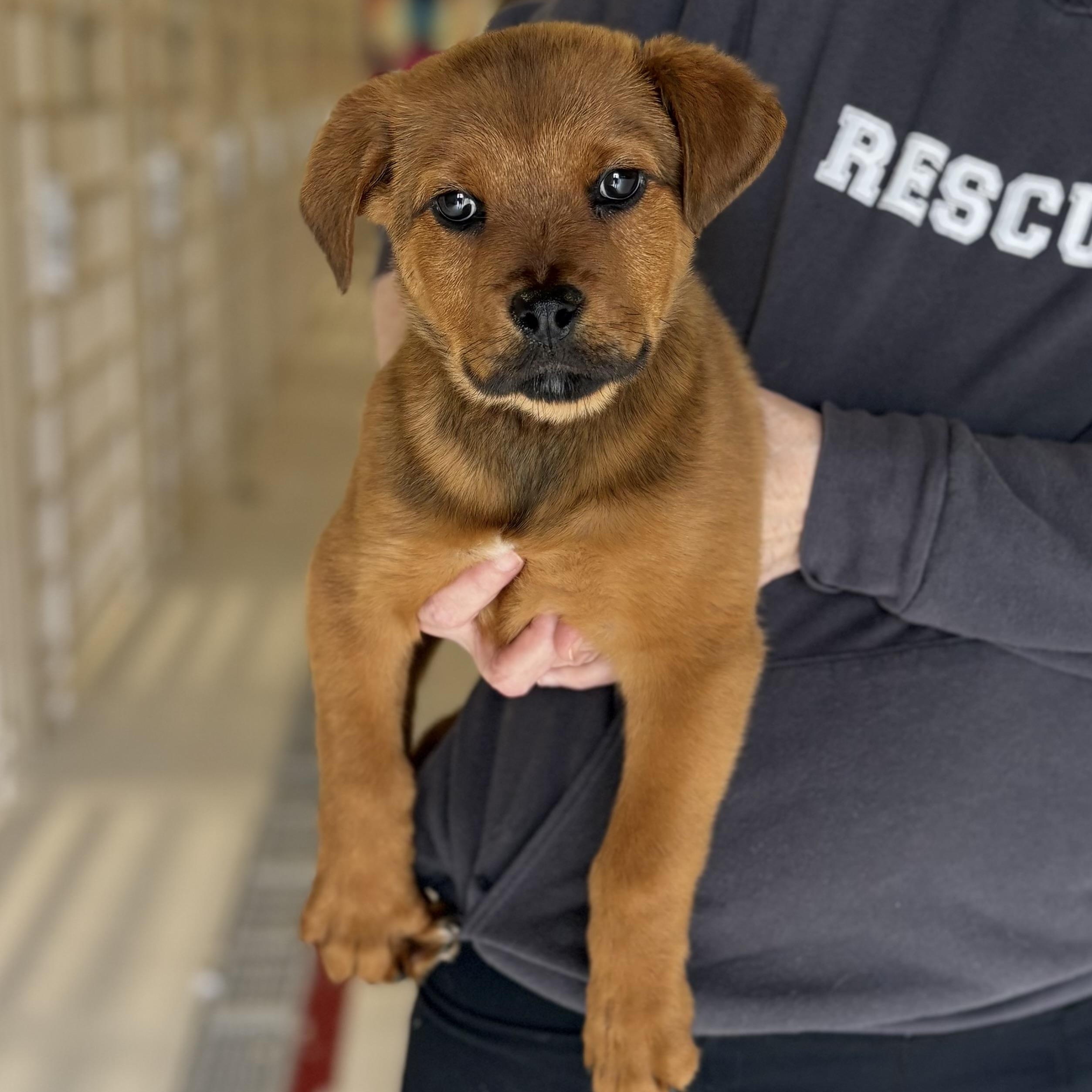 Dog for adoption - Sunset, a Rottweiler & Terrier Mix in Chicago, IL ...