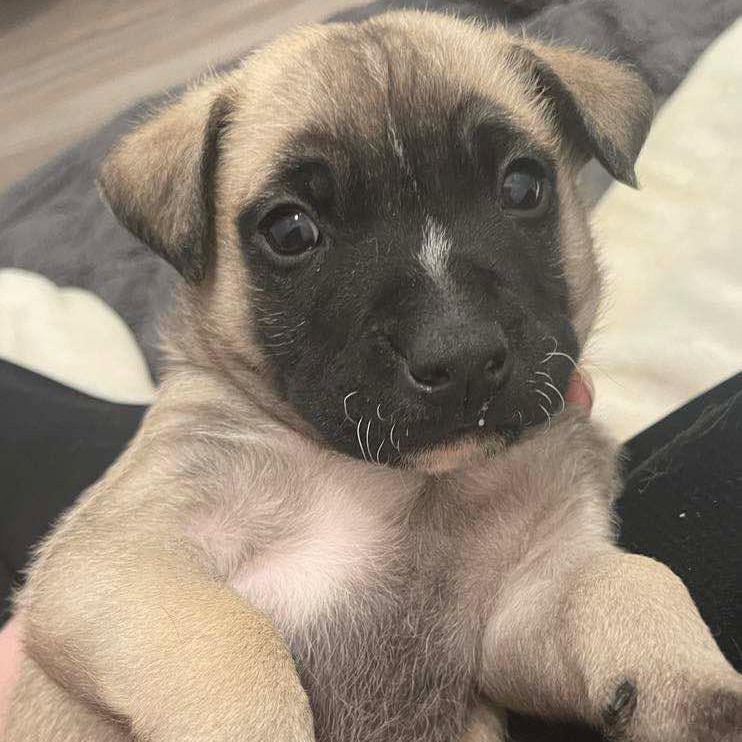 Dog for adoption - Rascal, a Labrador Retriever Mix in Des Moines, IA ...