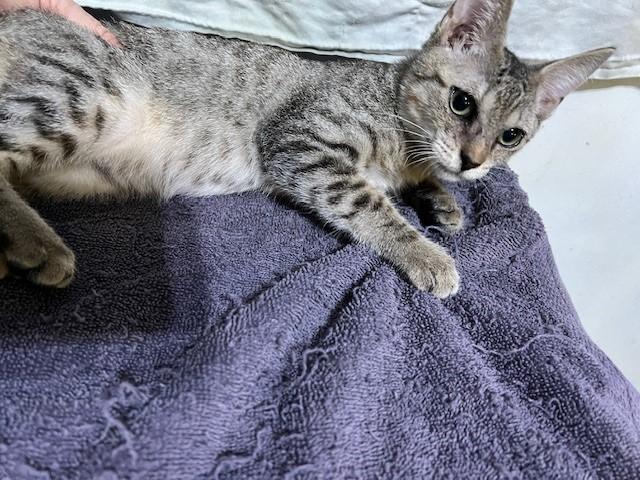 Cat for adoption - Silvie, a Tabby in Kutztown, PA | Petfinder