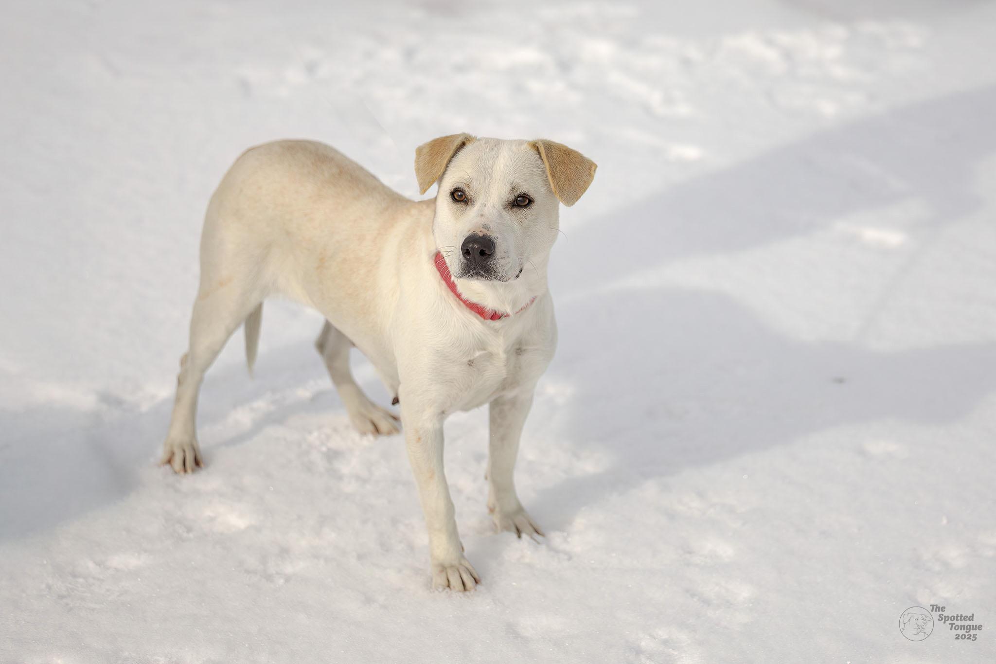 Dog for adoption - Bella, a Labrador Retriever Mix in Manlius, NY ...